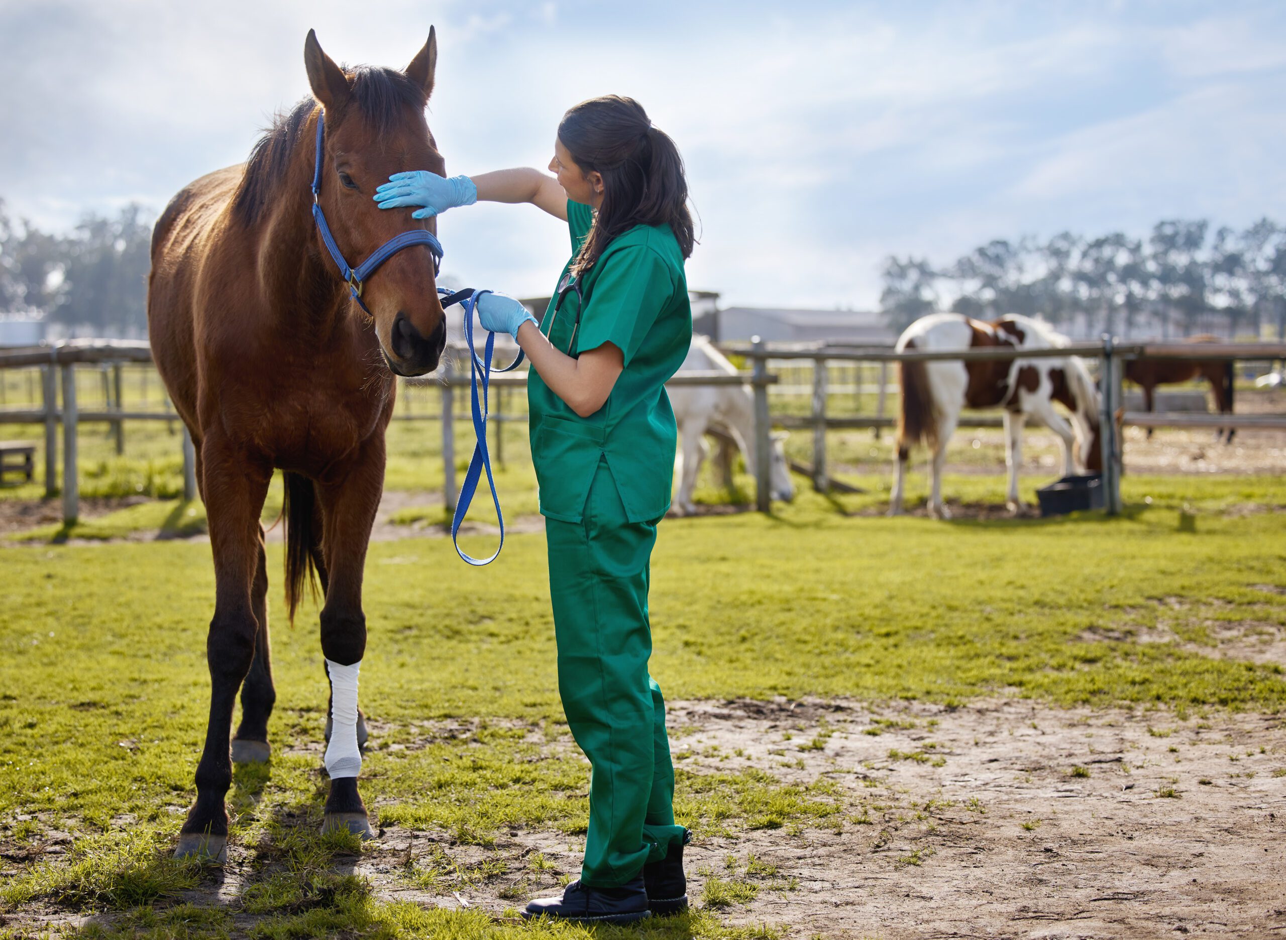 Davis, Agnor, Rapaport & Skalny, LLC Represents Equine Veterinary ...